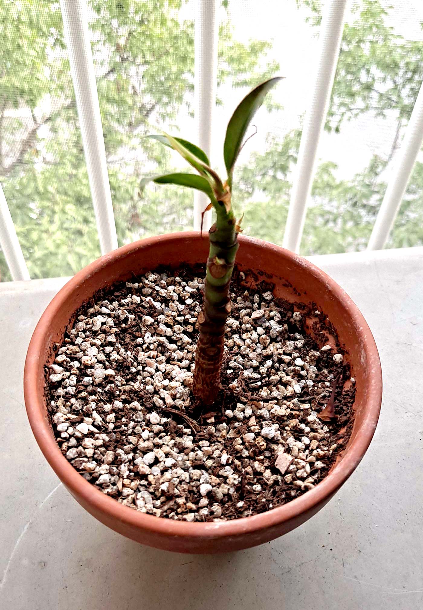 생명을 살리는 빛 - Elohist