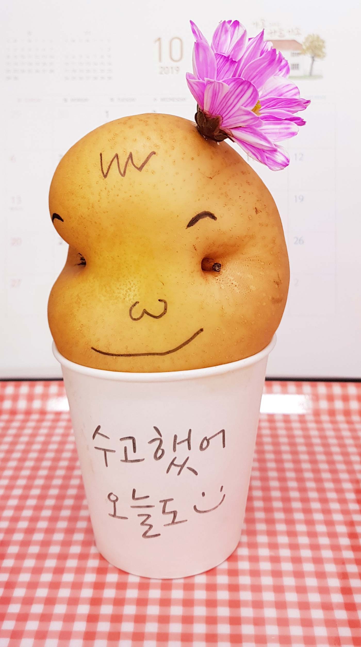 못난이 배 - Elohist