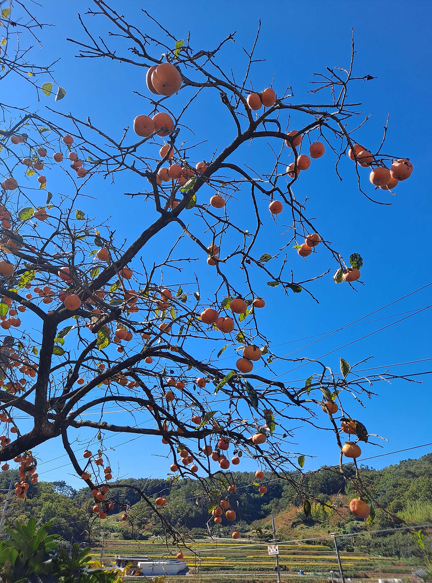 아름다운 결실 - Elohist