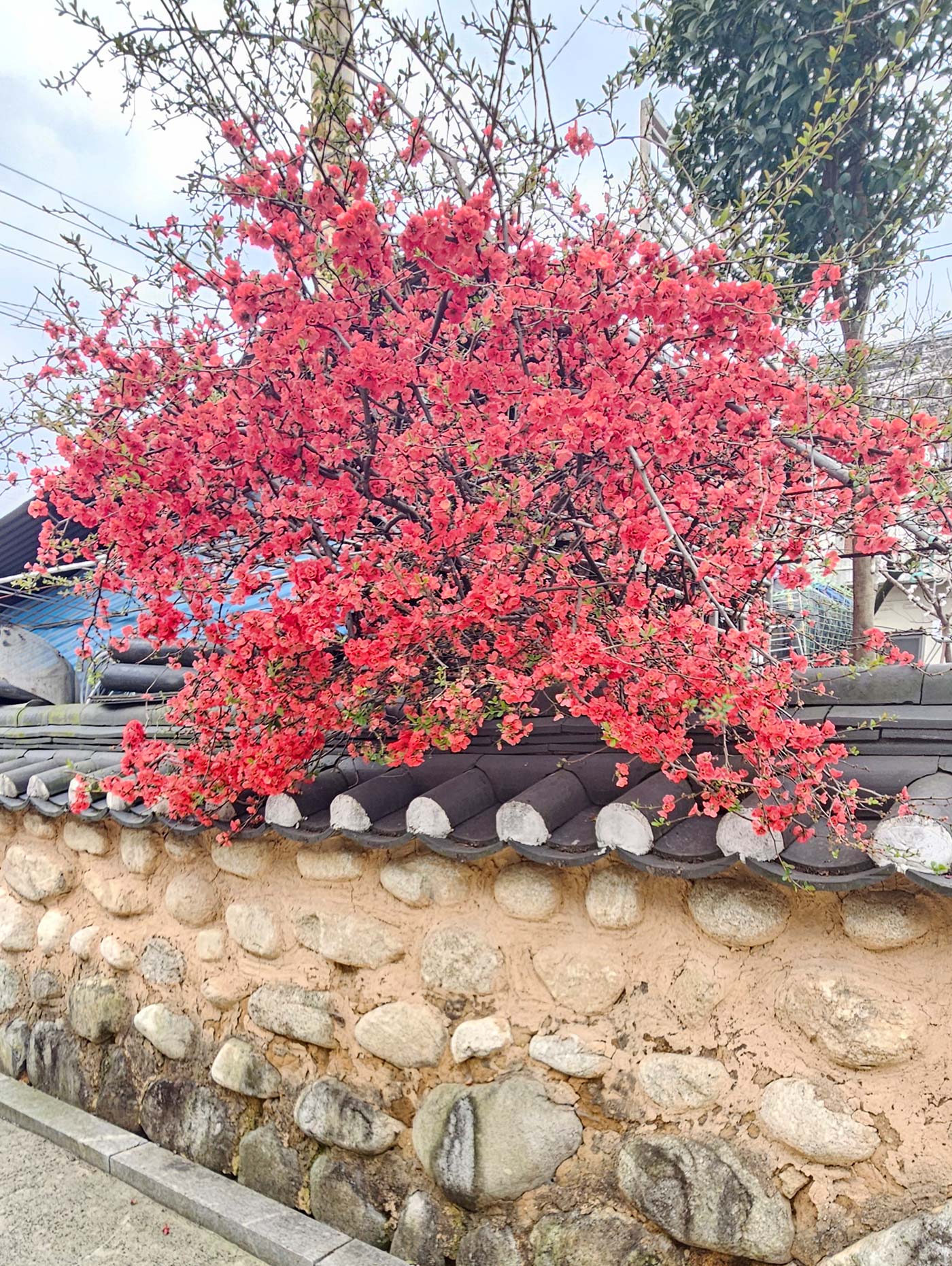 밝은 미소 - Elohist